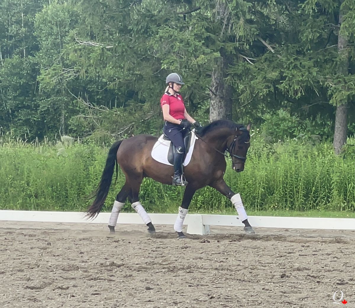 Pablo - Horses for Sale FEI Dressage Hunter Jumper Equitation Amateur Friendly Horses Training ...