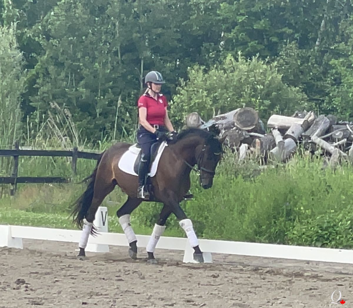 Pablo - Horses for Sale FEI Dressage Hunter Jumper Equitation Amateur Friendly Horses Training ...
