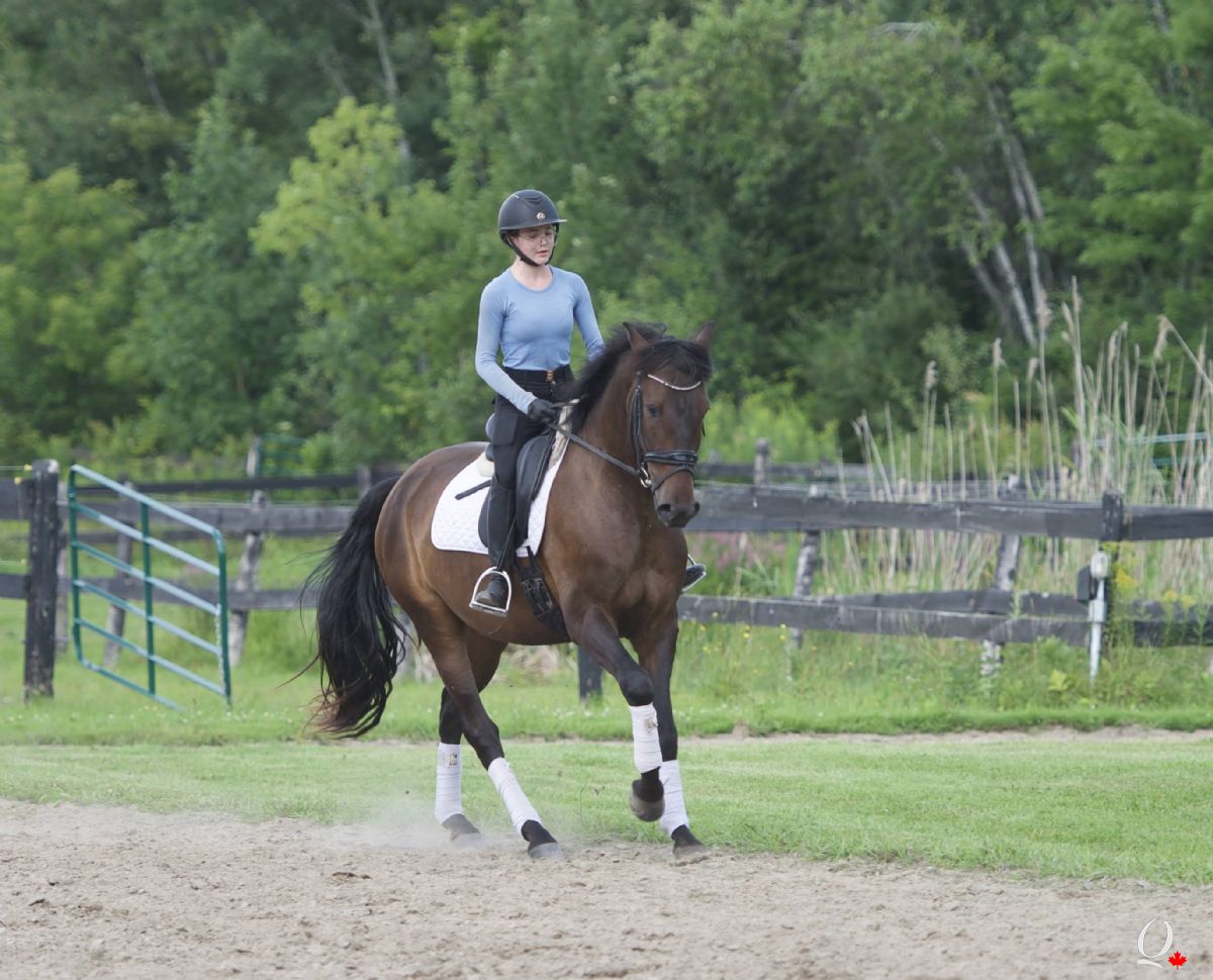 Pablo - Horses for Sale FEI Dressage Hunter Jumper Equitation Amateur Friendly Horses Training ...